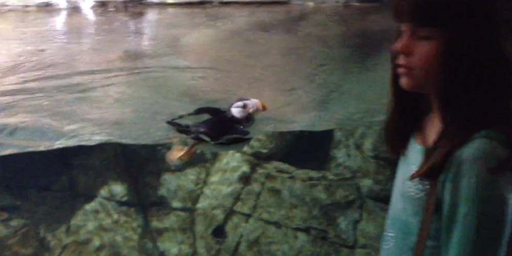 Horned Puffin Makes Friends and Chases Girl at Aquarium (VIDEO)