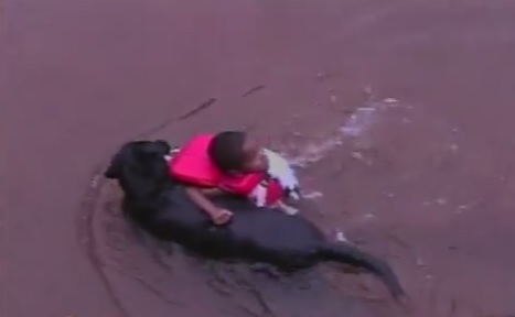 Compilation of the World's Most Heroic Dogs Saving Their Companions