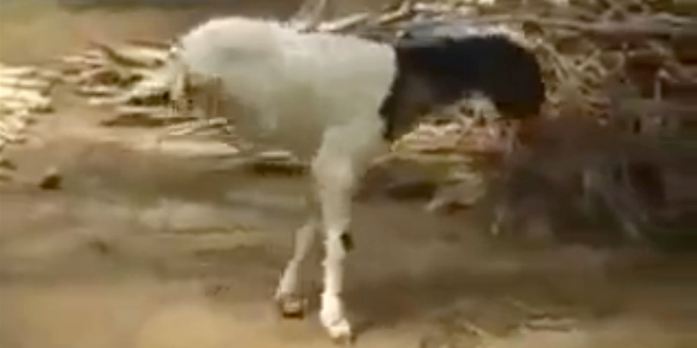 Amazing Two-Legged Goat Walks Like a Person (VIDEO)
