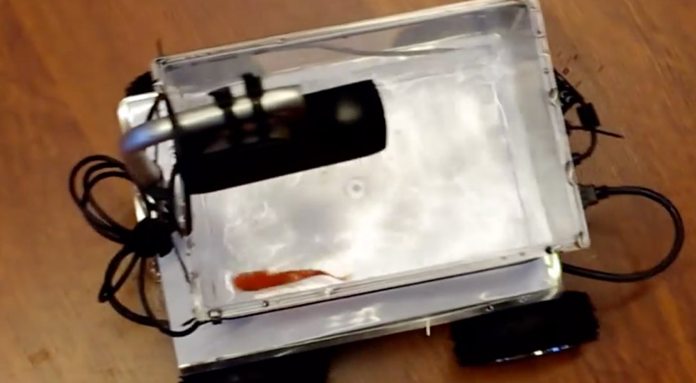 Goldfish Driving a Car! (VIDEO)