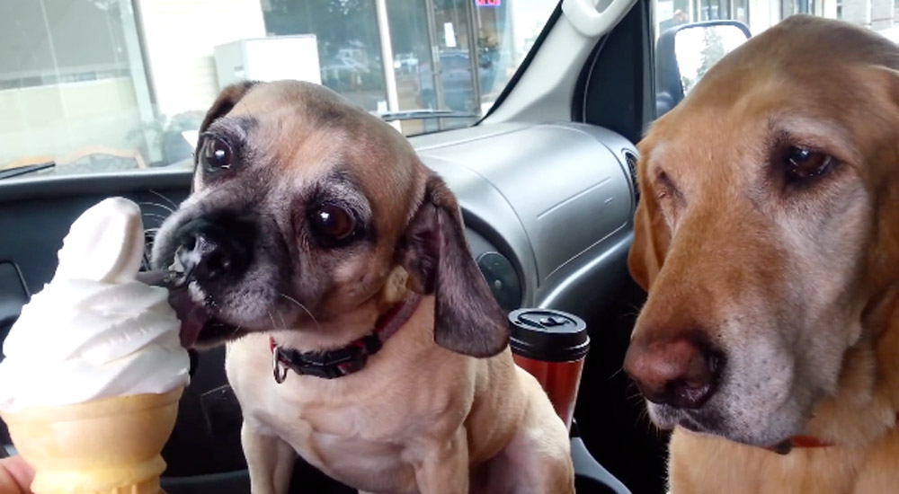 Two Dogs Eat Ice Cream and There's a Hilarious Reason Daisy Goes First ...