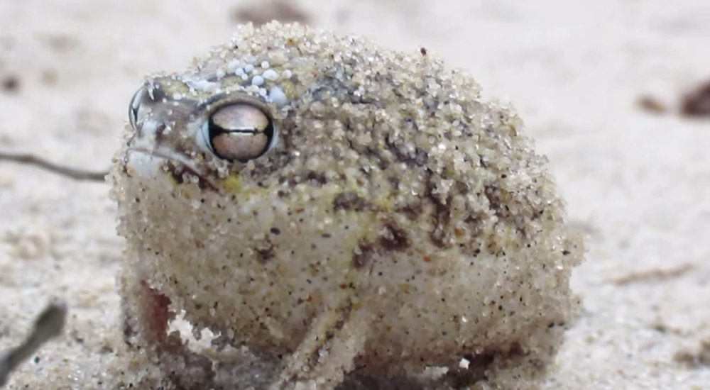 You Won't Believe the Hilarious Sound This Little Frog Makes (VIDEO)