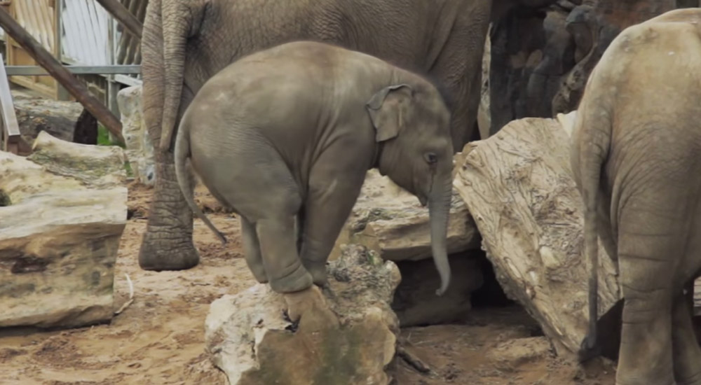 Watch This Crying Baby Elephant Overcome Getting Stuck on a Log (VIDEO)