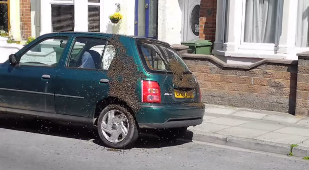 Here's What Happens When 20,000 Bees Invade a Car (VIDEO)