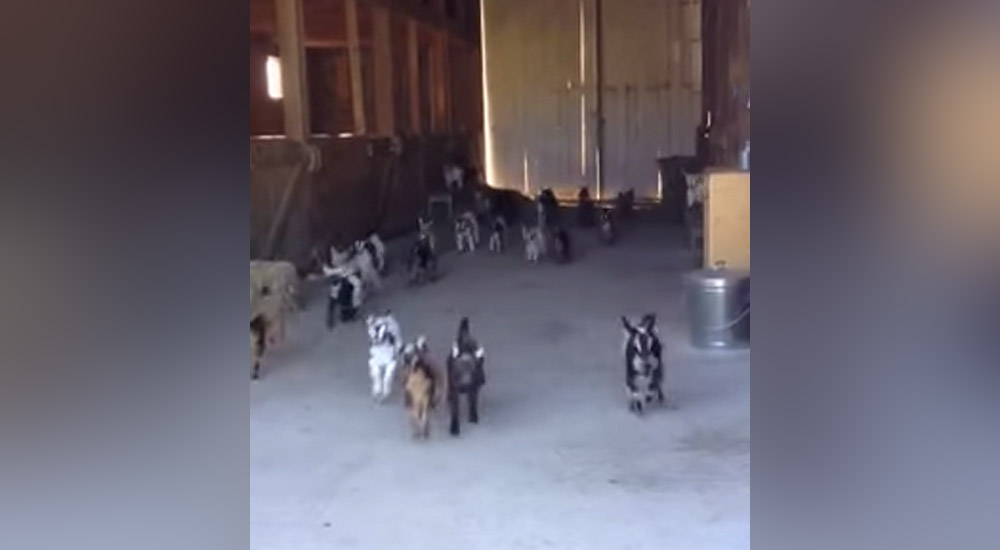 This Baby Goat Stampede Might Be the Most Adorable Stampede You'll Ever ...