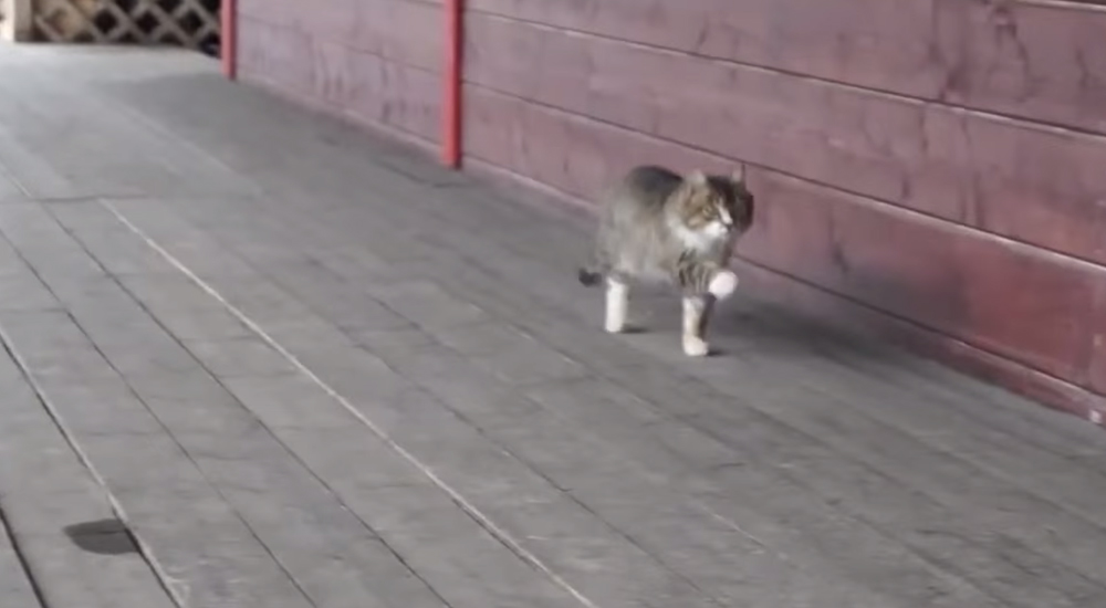 Cat Struts Its Stuff With the Most Hilarious Walk - Watch It and Laugh ...