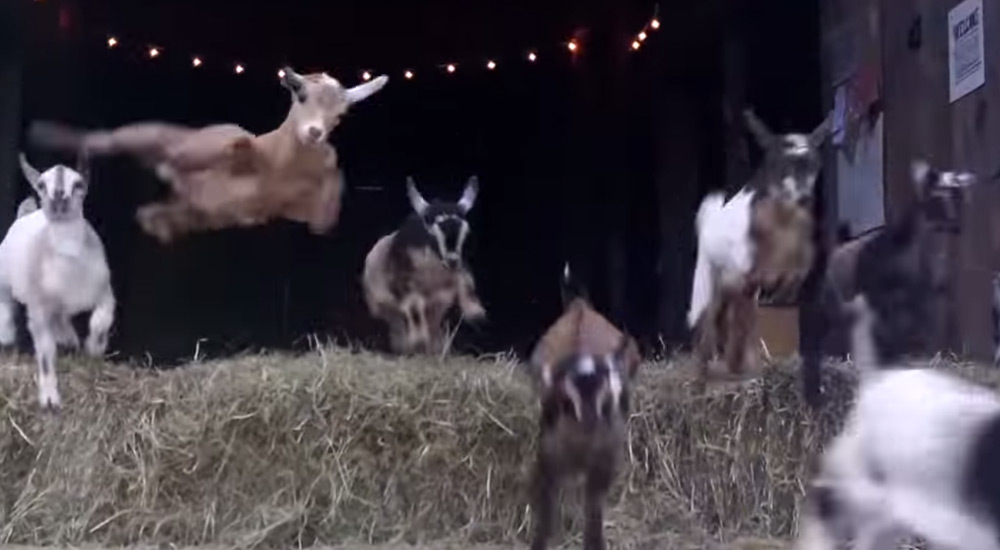 These Baby Goats Catch Extreme Air to Become the Cutest Hurdlers Ever ...