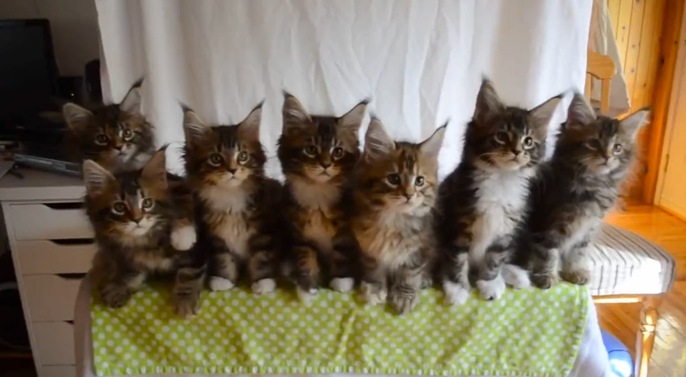Seven Kittens React to a Toy in Unison and It's Almost Too Cute to Handle