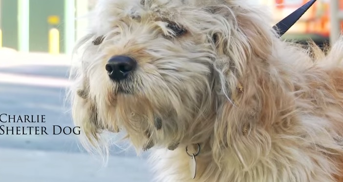 Watch As This Homeless Dog Gets a Makeover That Saves His Life