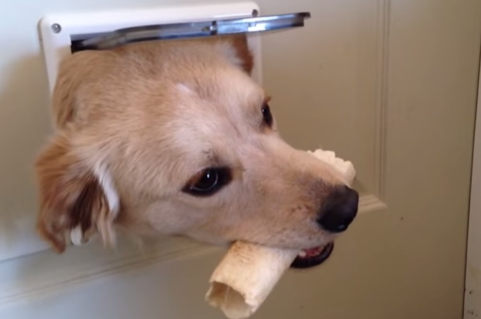 These Puppies Popping in to Say Hello Will Make Your Day and Make You ...