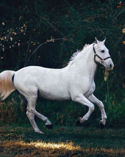 Revelation 6: The deceptive rider on the white horse