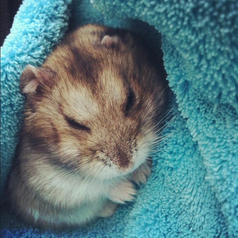 10 Cute Animals You'll Just Want to Hug