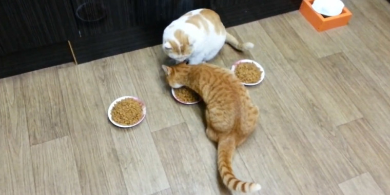 Meanie Cat Won't Let Other Cat Have a Bite of Food (VIDEO)