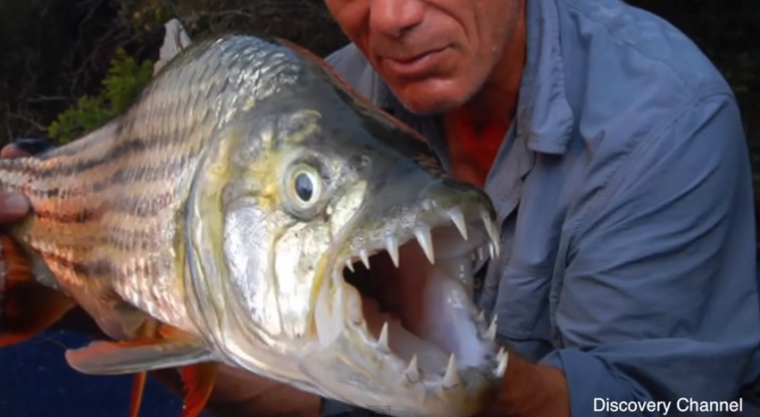 Amazing: Watch This African Tigerfish Leap From a Lake to Catch a Bird ...