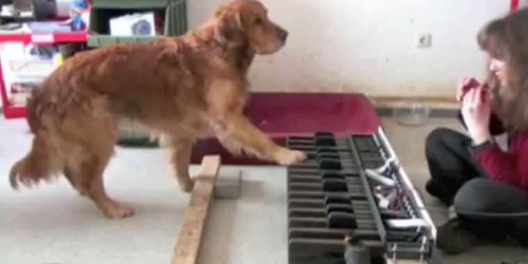 Adorable Golden Retriever Plays 'Old MacDonald' on the Piano (VIDEO)