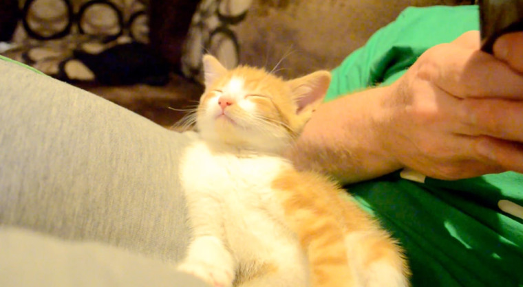 This Drowsy Kitten May Be the Cutest Thing You See All Week (VIDEO)