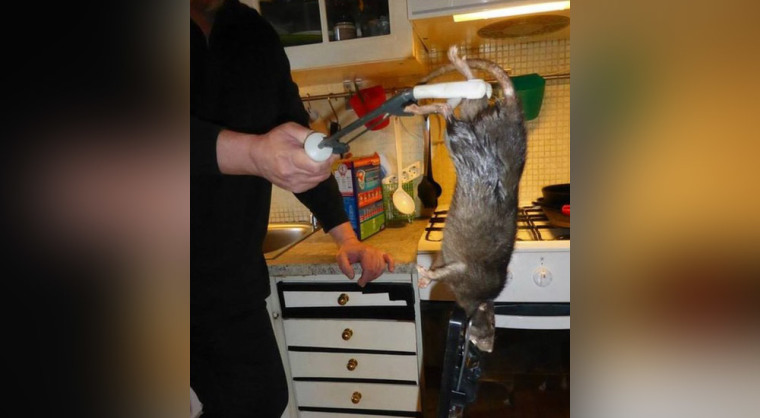This Mega-Sized Rat Found in a Swedish Family's Kitchen is the Stuff ...
