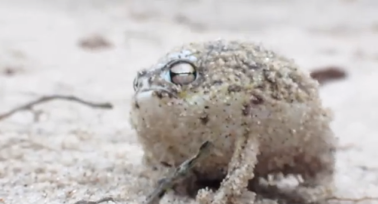 You Won't Believe What Noise Comes Out of This Frog!