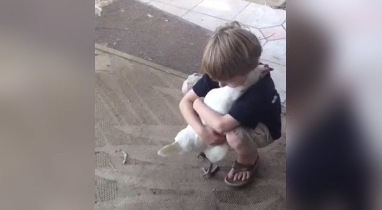 Sweetest Chicken Ever? See an Insanely Adorable Hug Between a Little ...