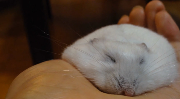 Here's How to Safely Flatten in a Hamster in Your Hand (VIDEO)