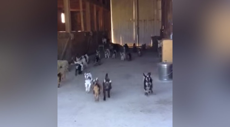 This Baby Goat Stampede Might Be the Most Adorable Stampede You'll Ever ...