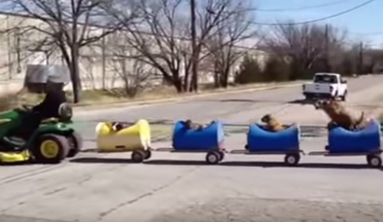 This Old Man Takes His Dogs For a Puppy Train Ride; This is Adorable!